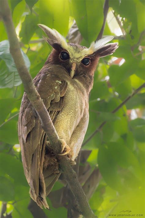 Crested Owl Artofit