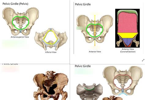 Pelvic Girdle Diagram Quizlet
