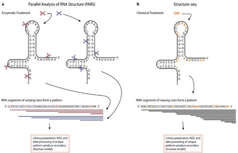 Overview Of Two Methodologies Used To Determine Rna Secondary