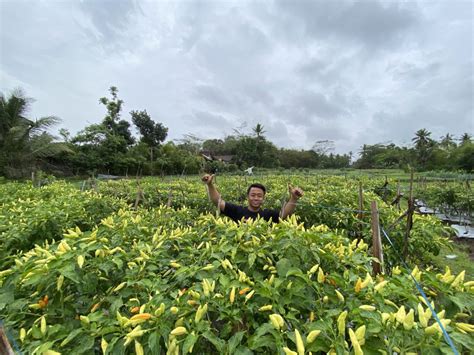 Tentang Kami PT Mitra Merdeka Tani