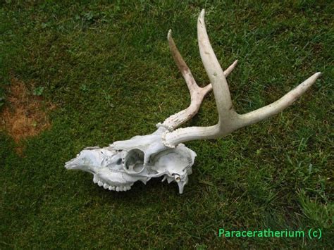 Blacktail Skull Left Profile By Paraceratherium On Deviantart