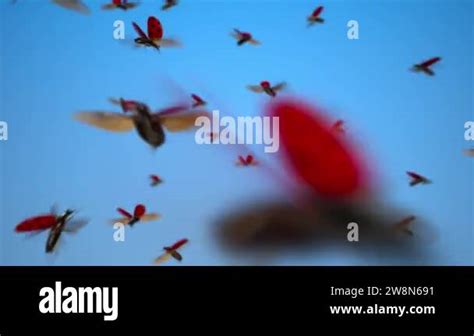 Ladybug Beetles Swarm Stock Videos And Footage Hd And 4k Video Clips