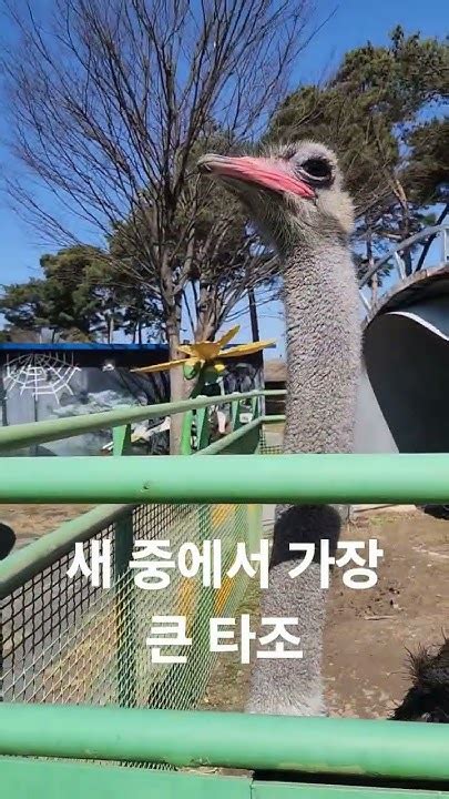 새 중에서 가장 큰 새는 타조 Youtube