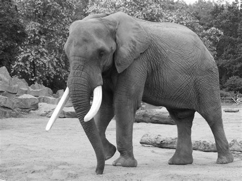 ¿de Dónde Viene La Expresión ‘elefante Blanco Diario La Página