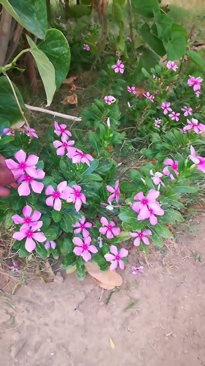 My Gardn Trees Youtube