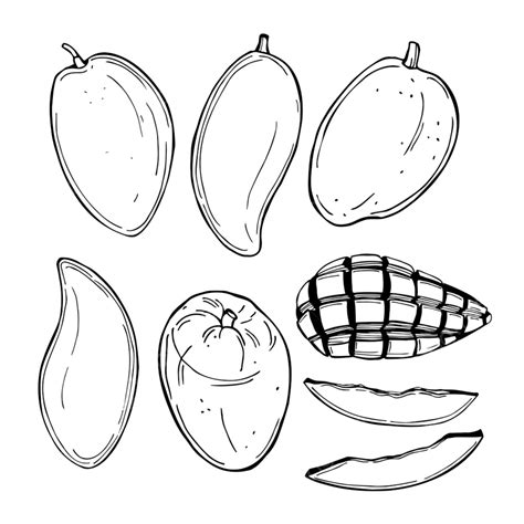 Hand Drawn Mango Vector Hd Images Hand Drawn Mango Fruit Single