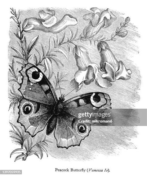 Peacock Drawing Photos And Premium High Res Pictures Getty Images