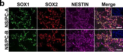 Sox2 Antibodies Antibody Search Engine Citeab