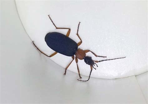 False Bombardier Beetle Whats That Bug