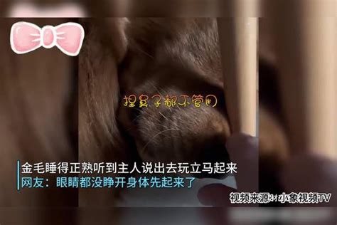 金毛睡得正熟听见主人说出去玩立马起床，网友调侃：反应挺快
