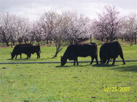 Lowline Cattle Checkered Past Livestock