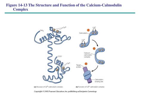 Ppt Chapter 14 Powerpoint Presentation Free Download Id 4629046