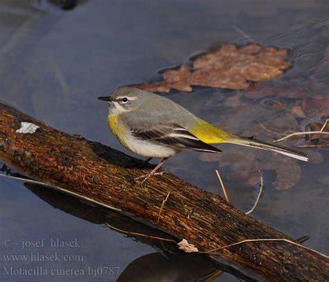 Motacilla Cinerea Grey Wagtail Bjergvipstjert Virtav St R Kki