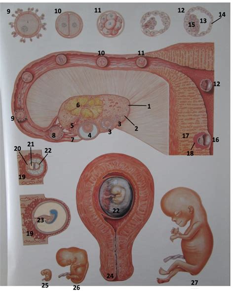 Embryology Wall Chart Diagram Quizlet