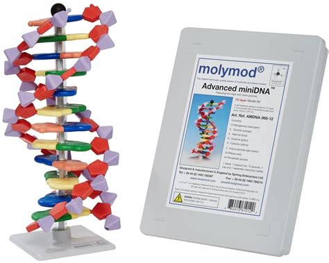 DNA Model Advanced MiniDNA 12 Layer Base Pair Model Kit TopToy
