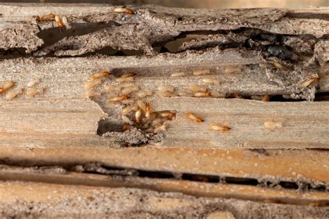 How To Get Rid Of Termites Termite Specialist
