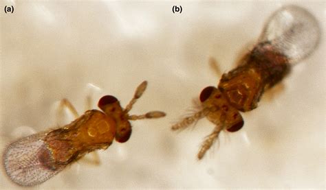 Trichogramma Chilonis Life Cycle