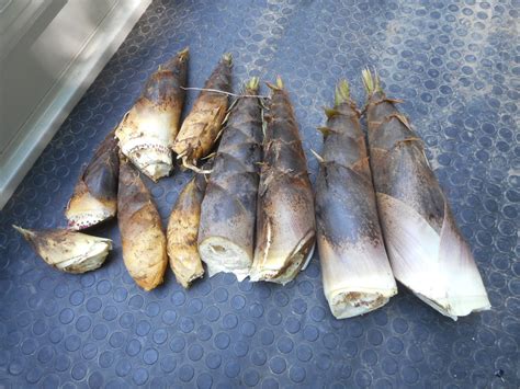 タケノコ 収穫 きままに菜園ときどき釣り