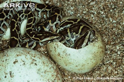 The Joys Of Reptile Keeping And Awesome Reptiles Burmese Pythons