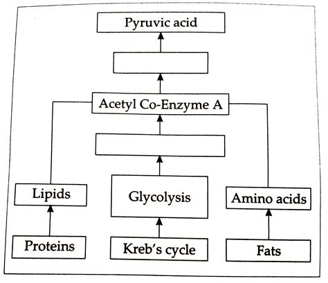 How Energy Is Formed From Oxidation Of Carbohydrates Fats And Proteins
