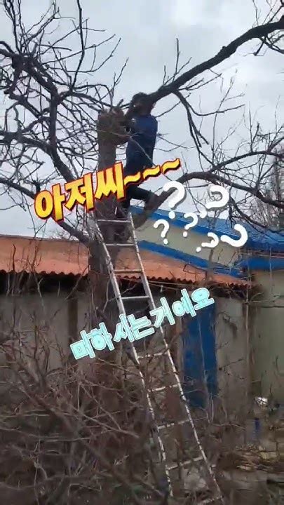 감나무 가지치기~~💐 Youtube