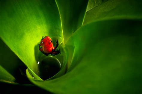 Katak Dart Racun Stroberi Merah Dendrobates Pumilio Di Bromelia Kosta