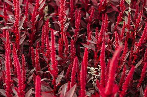 Amaranthus Hypochondriacus Images Free Vectors Photos And Psd