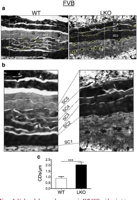 Figure 1 From Loricrin And Nrf2 Coordinate Cornification Semantic Scholar
