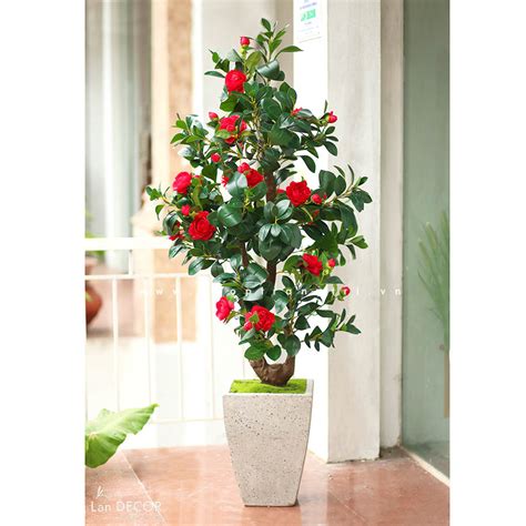 Chậu Cây Hoa Trà đỏ Trang Trí Nội Thất Lan Decor 160cm Cc560 Tổng