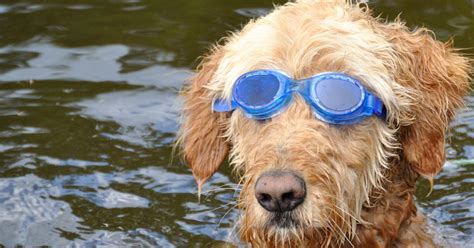 Doodle Dos And Donts For Grooming Sarasota Dog