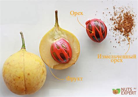 Мускатный орех: что это, где растет и продается, как выглядит - Орех ...