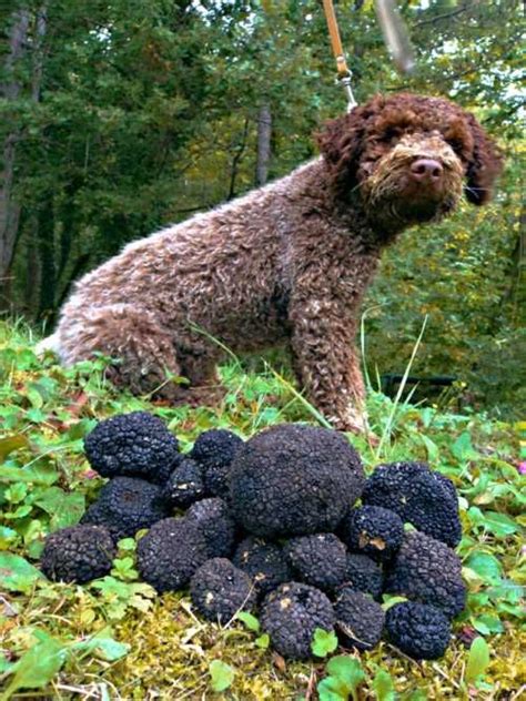 How To Grow Truffles 7 Easy Steps