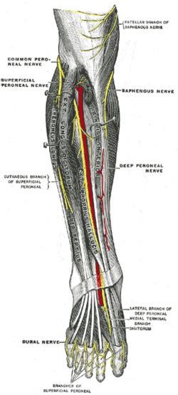 Fibularis Longus Wikipedia