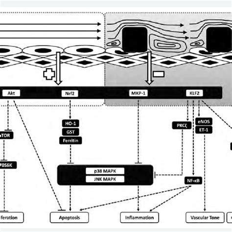 The Contrasting Effects Of Uniform And Non Uniform Flow On The Contrasting Effects Of Uniform And Non Uniform Flow On