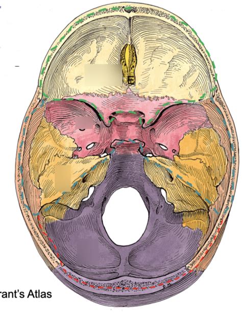 Superior View Of Cranial Base Week 2 Diagram Quizlet