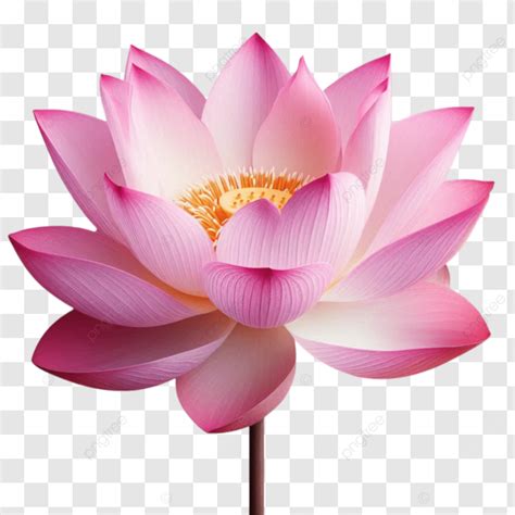 투명한 배경에 고립된 3d 연꽃 Ai 생성 투명 배경에 고립 된 3d 연꽃 Ai 생성 자연 Png 일러스트 및 이미지 에 대한 무료 다운로드 Pngtree