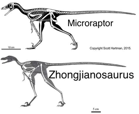 My Best Attempt At A Size Comparison Between A Utahraptor Skull