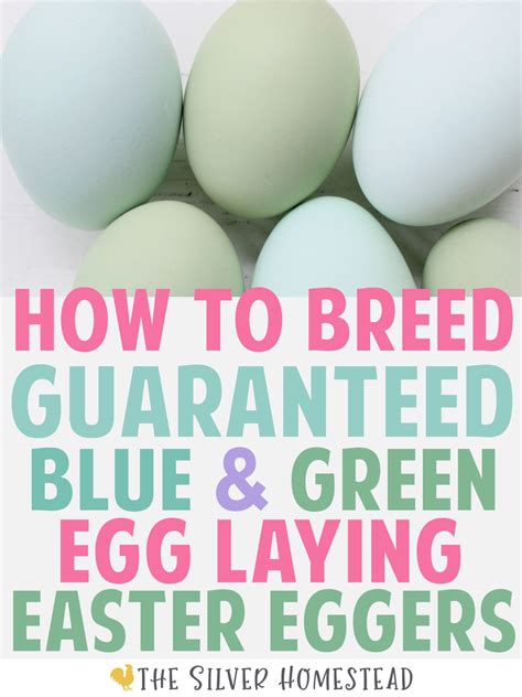 Bright Layer Easter Eggers Silver Homestead