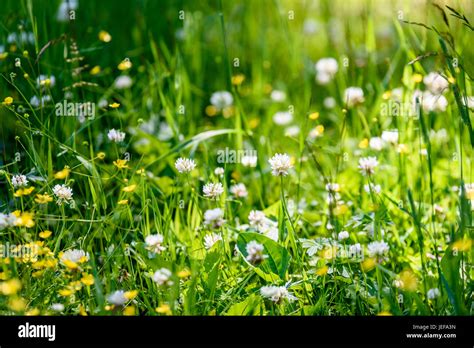 Midsummer Countryside Meadow With Flowers Abstract Close Up Neutral