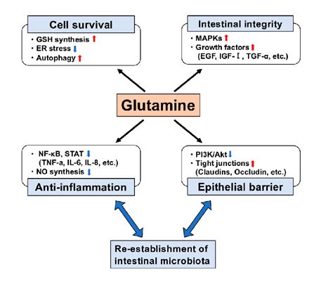 The Physiological Effects Of Glutamine On The Intestinal Functions