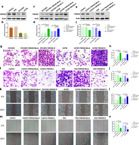 Ywhae Affects Cell Invasion Migration And Epithelial Mesenchymal Download Scientific Diagram