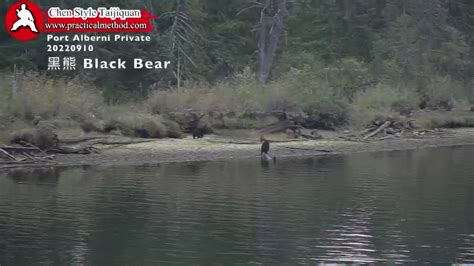 Bear Port Alberni Private Online Video Purchase Chen
