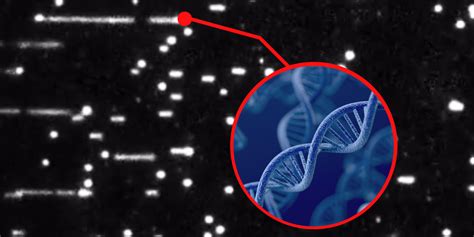 First Close Up Footage Dna Replication Has Shocking Surprise Business Insider
