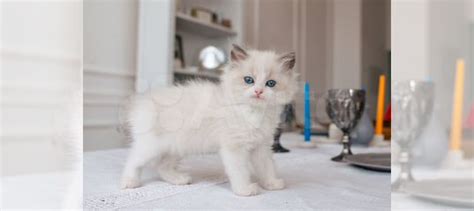 Рэгдолл Рэг долл Регдолл Рег долл Ragdoll Регдол Р купить в Москве