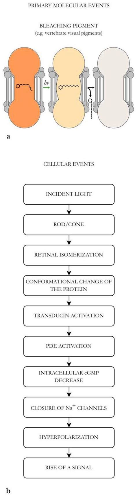 How Photoreceptive And Visual Systems Affect Light Detection Encyclopedia Mdpi Posted On The