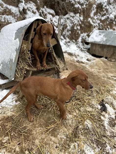 Zuti Gonici Par Kupujemprodajem