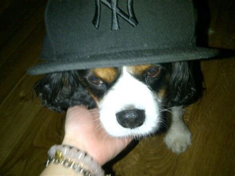 Tooo Cute Milo