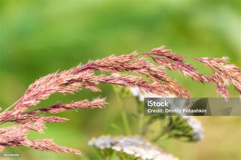 들판에 노란 갈대 일몰과 밝은 자연 배경 해변 마른 풀과 갈대의 선택적 부드러운 초점 0명에 대한 스톡 사진 및 기타 이미지 0명 가을 갈대속 벼과 Istock