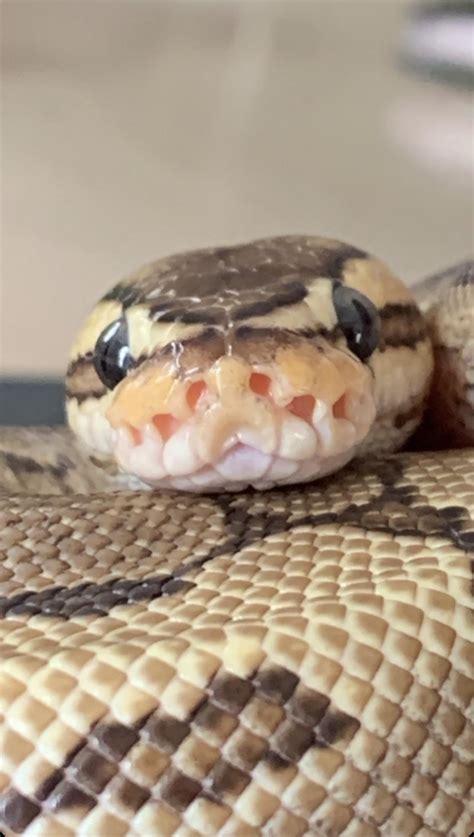 Derpy Noodle 🖤 R Ballpython