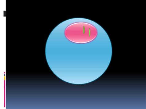 Mitosis Flip Book Pptx